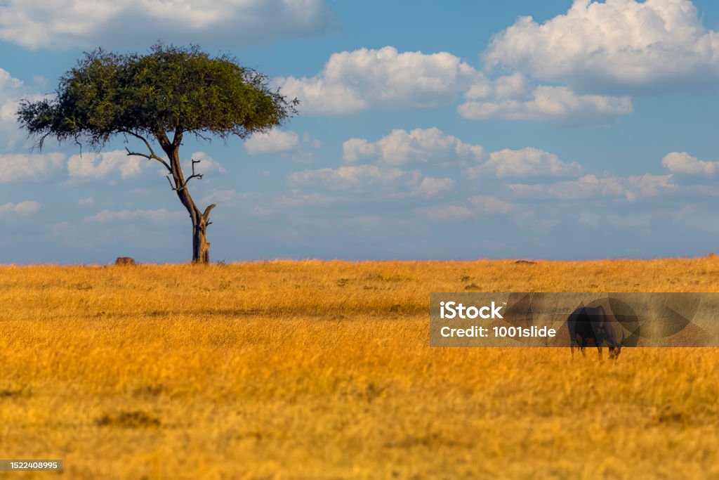 Serengeti Milk Cooperative | Under The Tree Foundation | Under The Tree ...